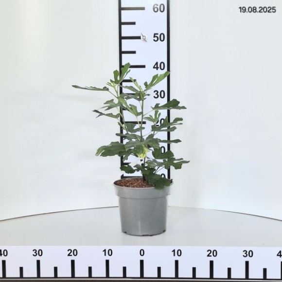 Ficus carica LITTLE MISS FIGGY 'LMF01'